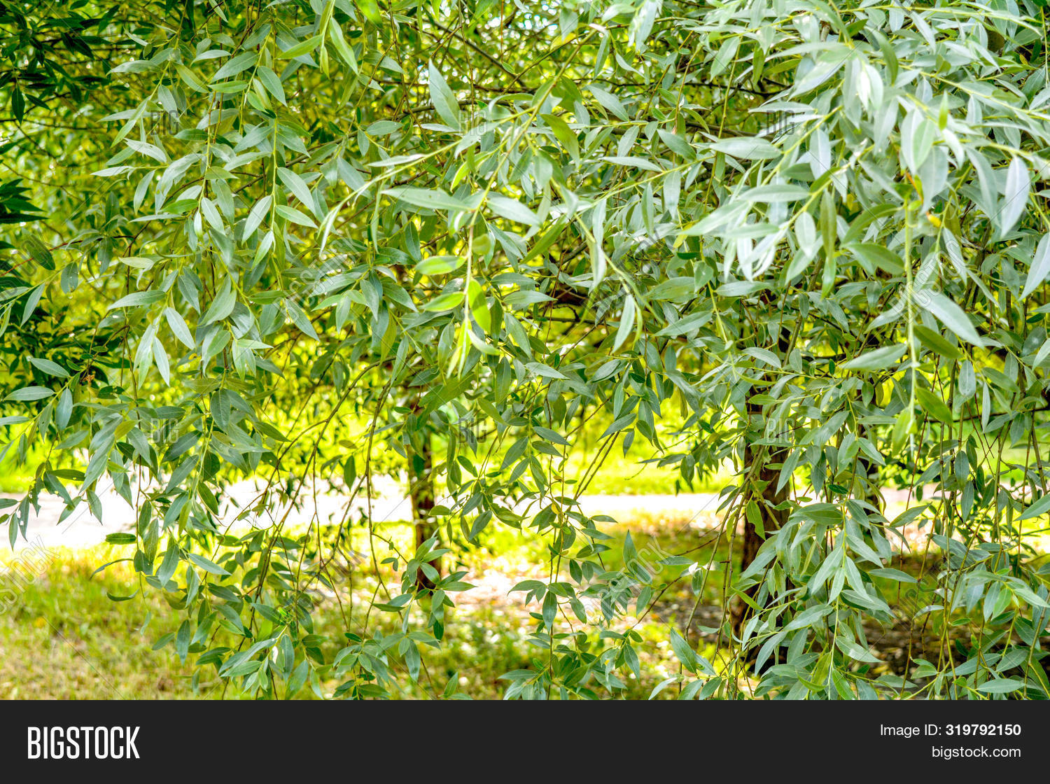 Imagen y foto Willow Trees Green (prueba gratis) | Bigstock