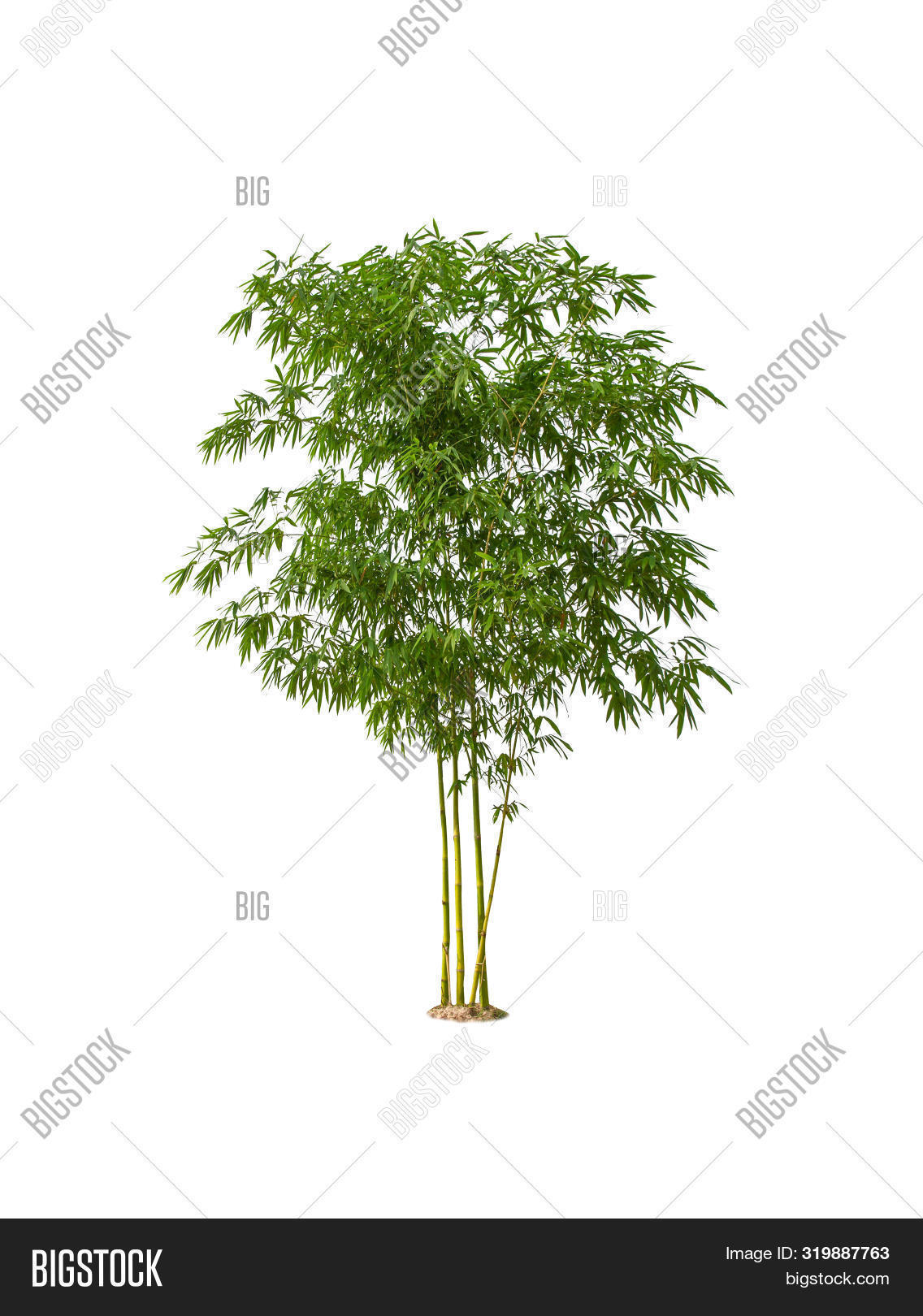 Bamboo. Isolated Tree Image & Photo (Free Trial) | Bigstock