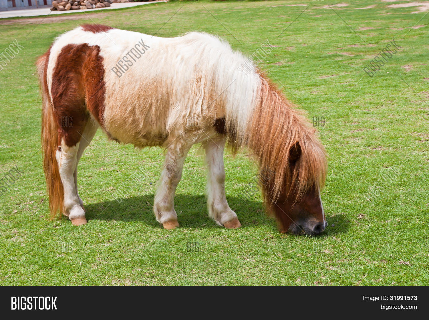 Small Horse Image & Photo (Free Trial) | Bigstock