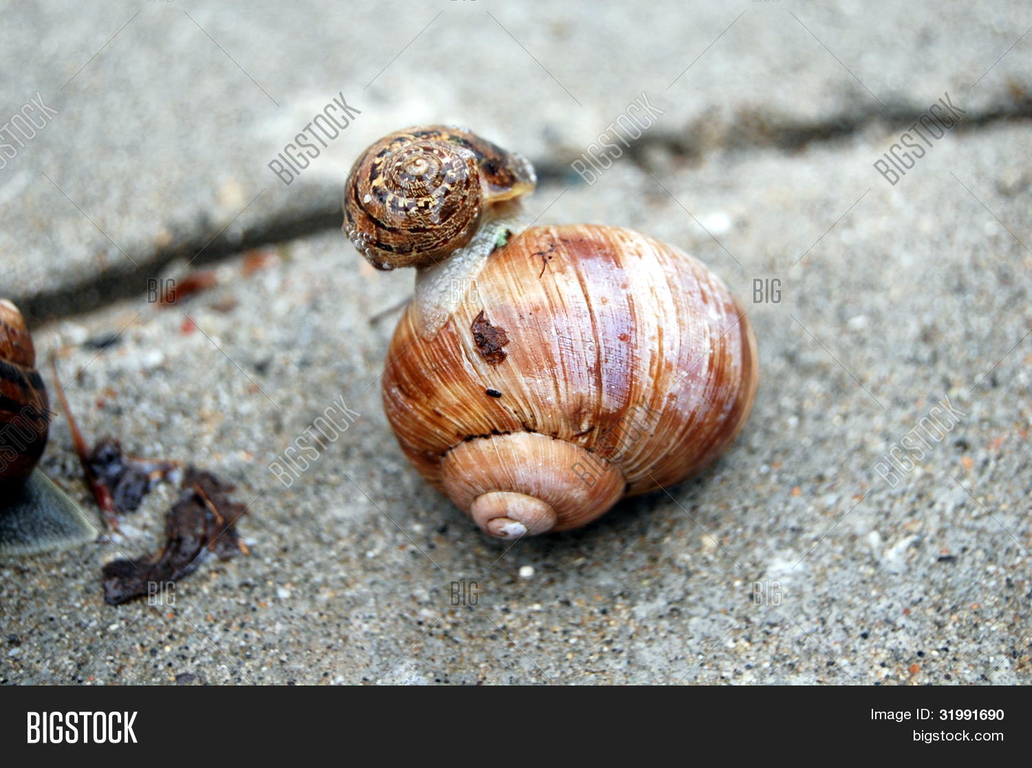 Little Garden Snail Image & Photo (Free Trial) | Bigstock
