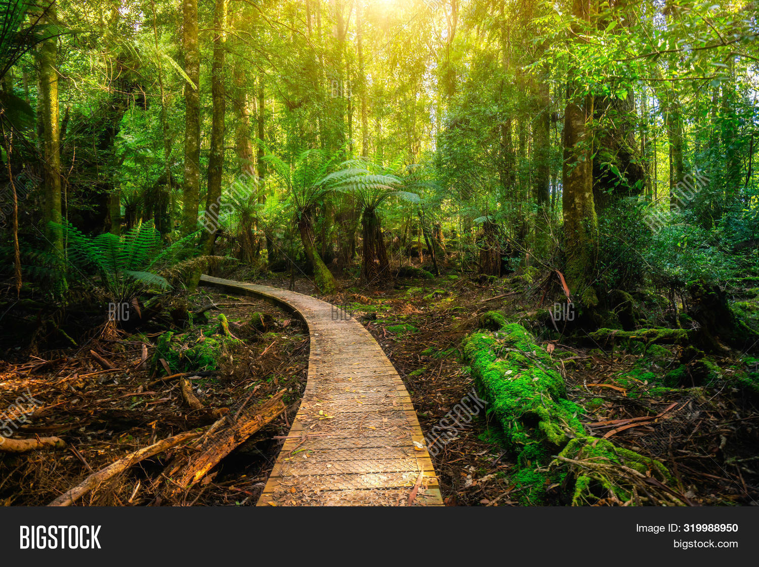 Beautiful Rainforests