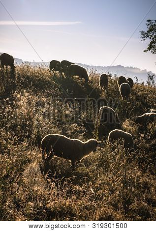 Close Sheep Sunrise Image & Photo (Free Trial) | Bigstock