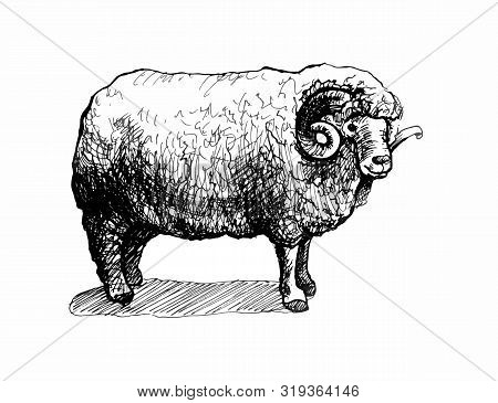 Ram. Realistic Line Vector & Photo (Free Trial) | Bigstock