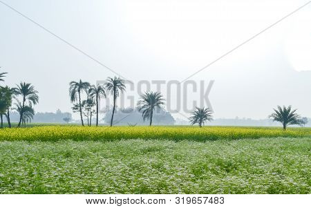 Green Fields Trees Image & Photo (Free Trial) | Bigstock