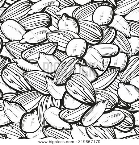 Black White Nut Seed Vector & Photo (Free Trial) | Bigstock