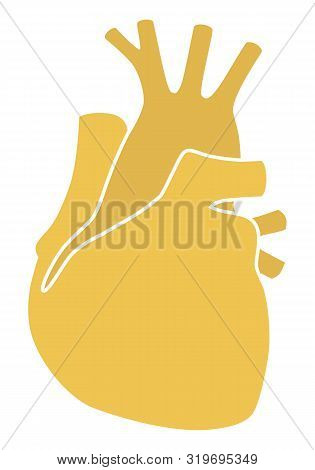Anatomical Human Heart Image & Photo (Free Trial) | Bigstock