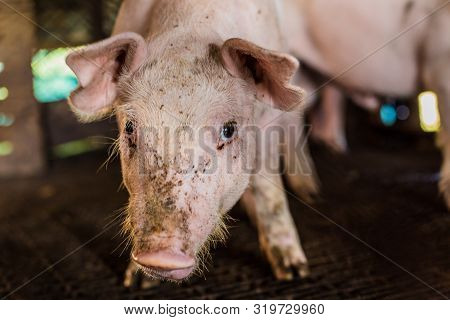 Dirty Pig Rural Farm Image & Photo (Free Trial) | Bigstock