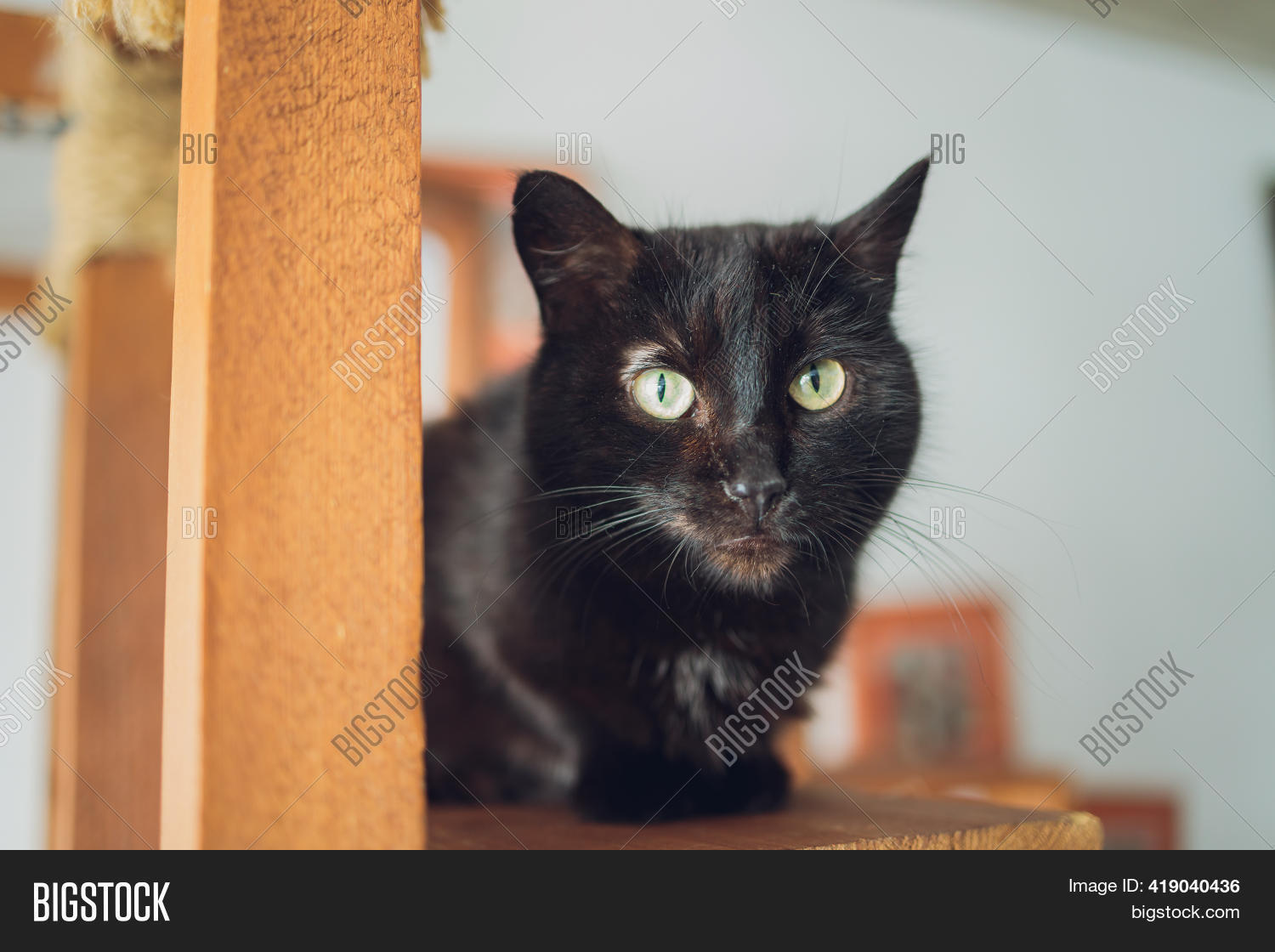 Front View Cute Image & Photo (Free Trial) | Bigstock