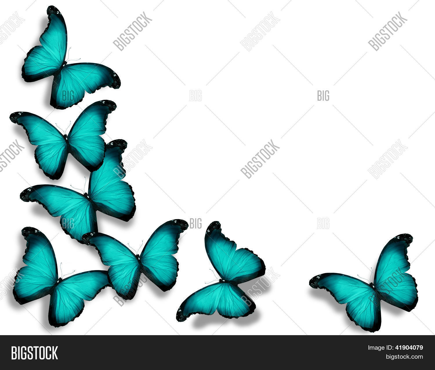 Imagen y foto Mariposas De Color Turquesa De La | Bigstock