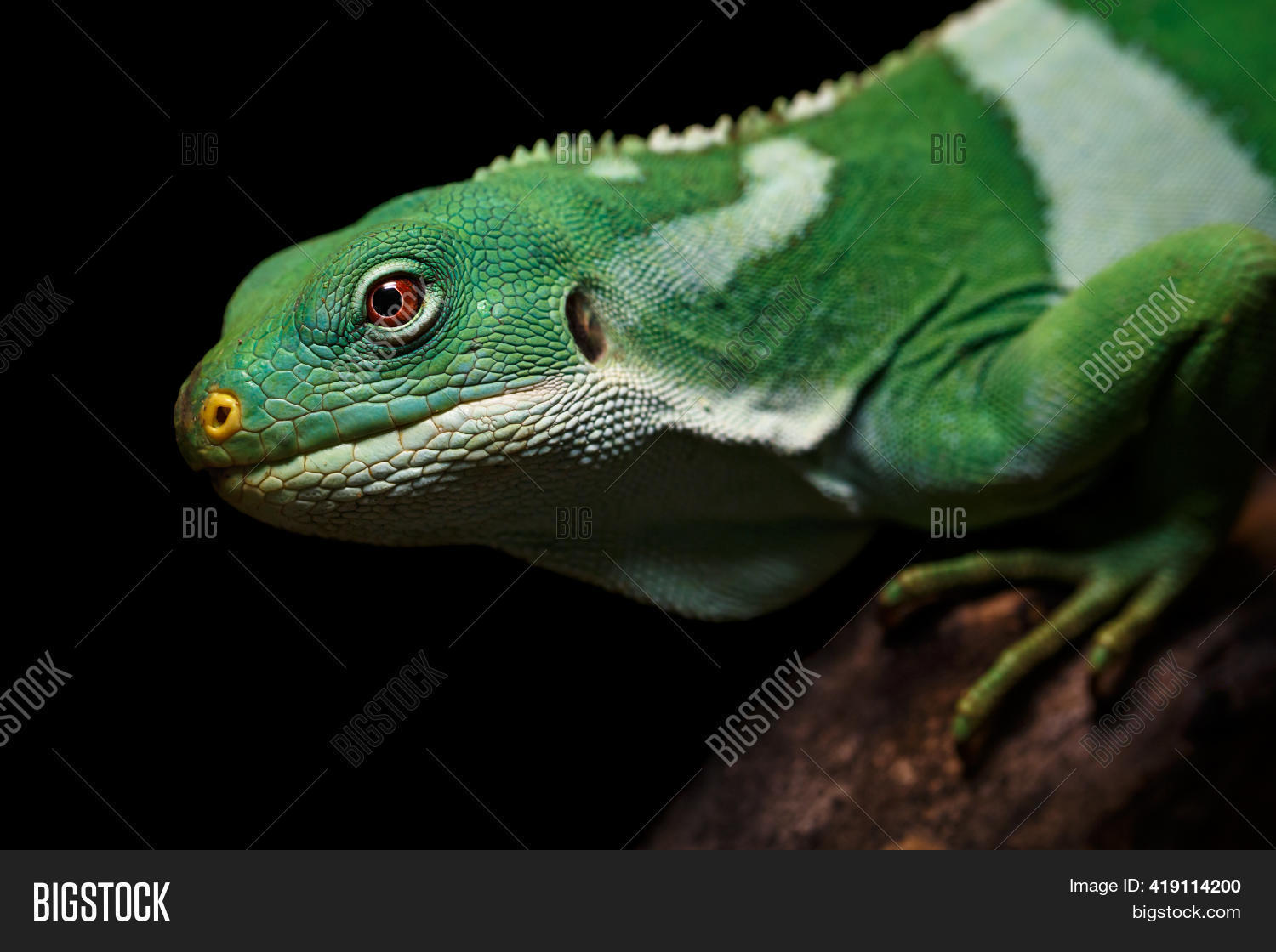 Male Lau Banded Iguana Image & Photo (Free Trial) | Bigstock
