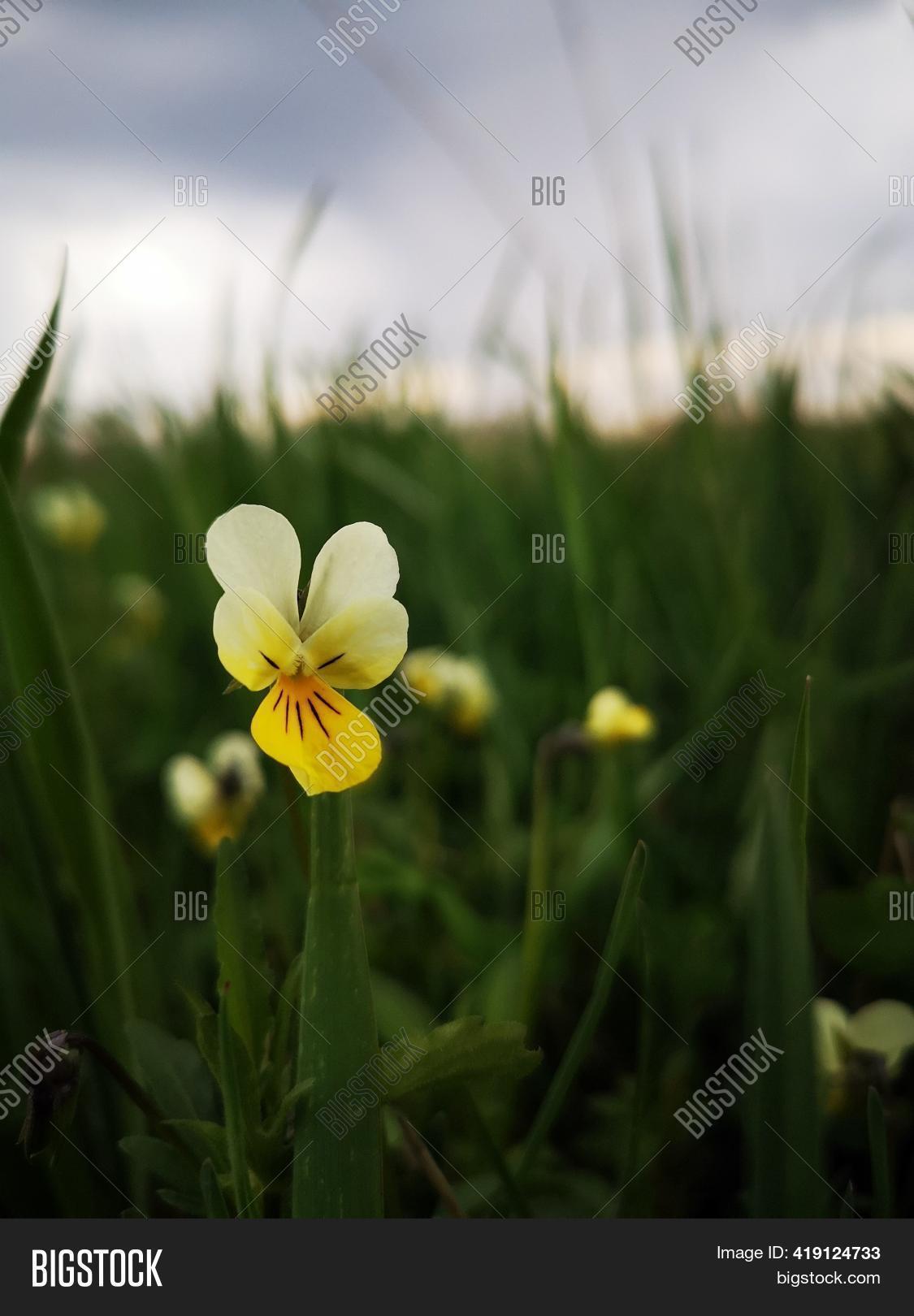 European Field Pansy Image & Photo (Free Trial) | Bigstock