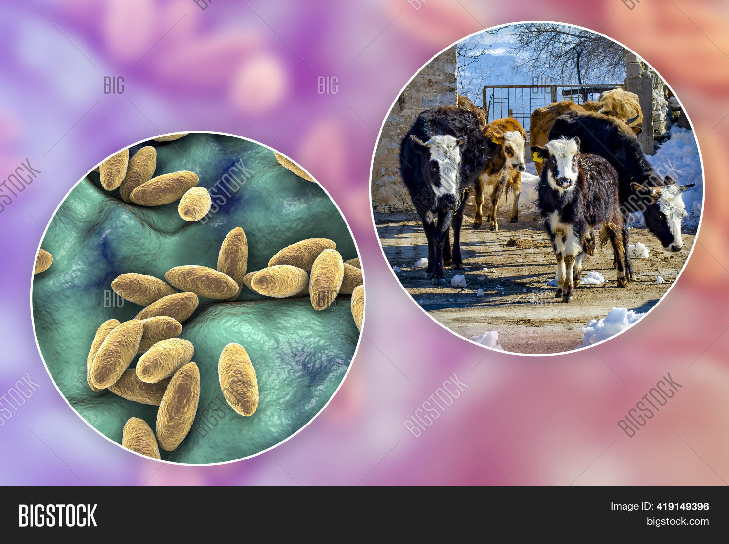 Brucellosis. 3d Image & Photo (Free Trial) | Bigstock