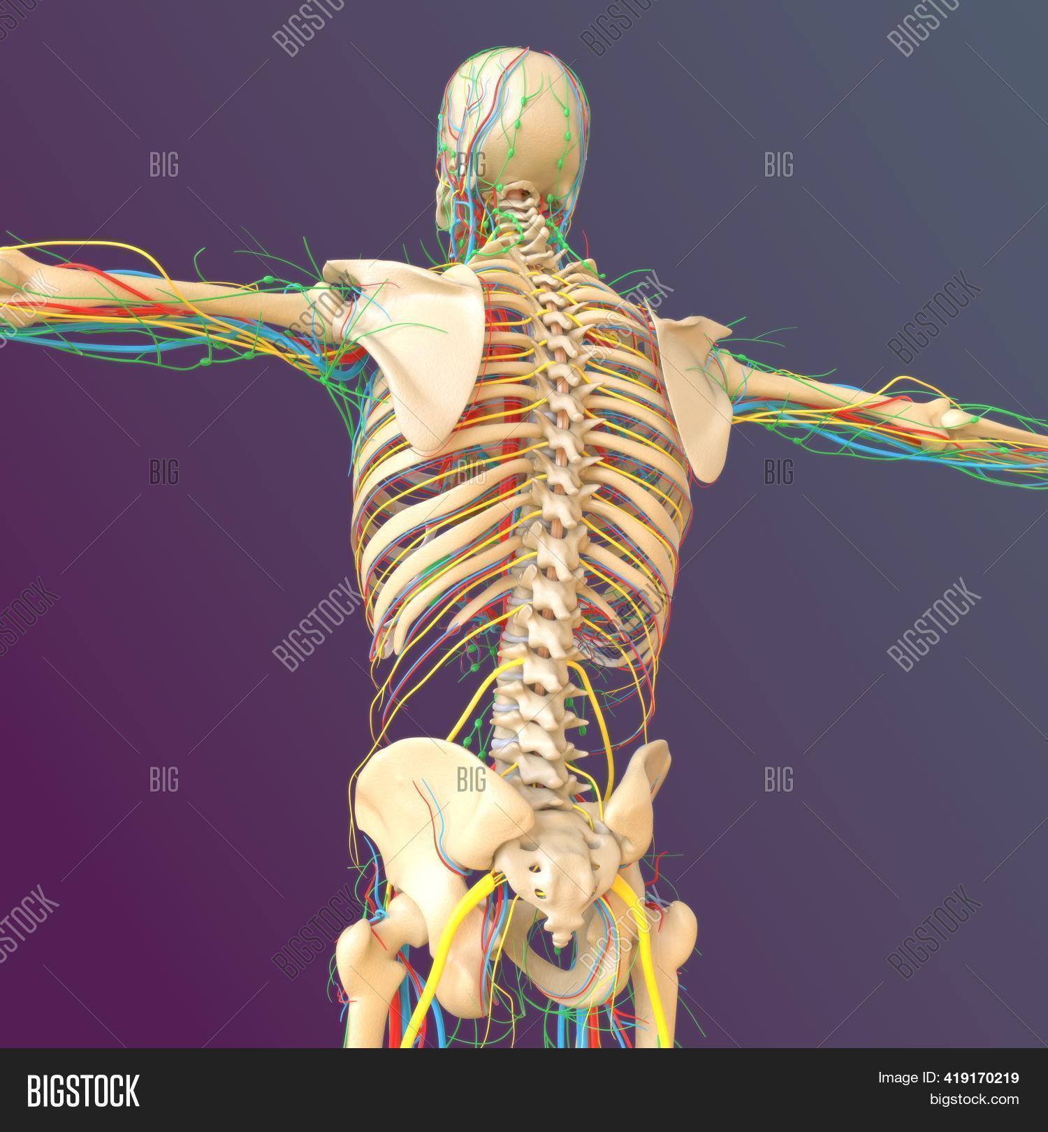 Human Skeleton Anatomy Image & Photo (Free Trial) | Bigstock