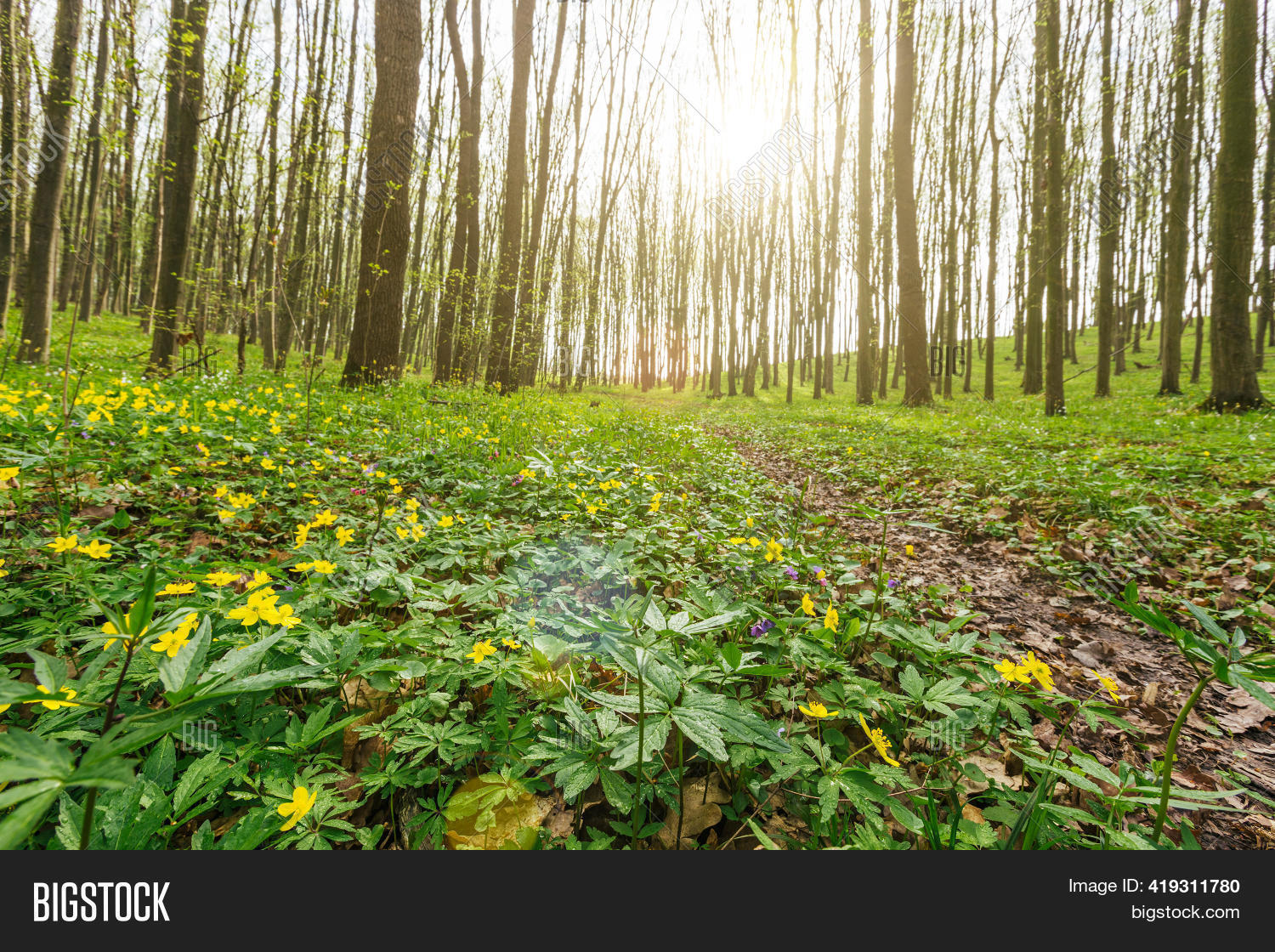 Panorama Spring Forest Image & Photo (Free Trial) | Bigstock