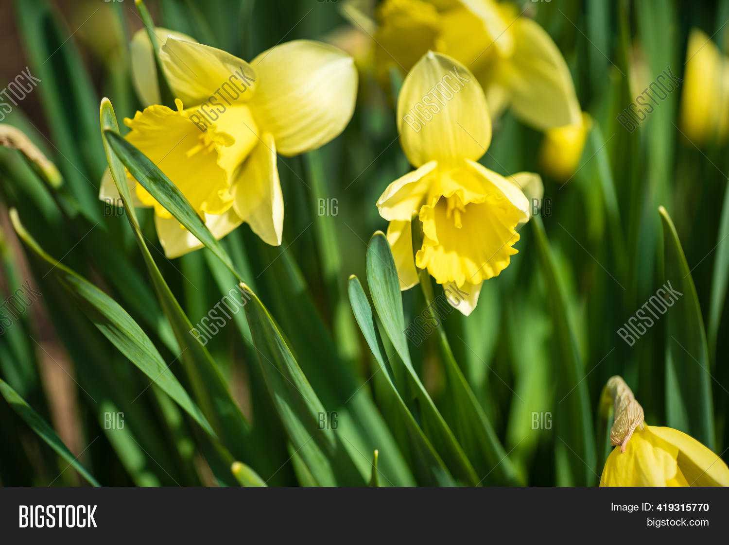Narcissus Spring Image & Photo (Free Trial) | Bigstock
