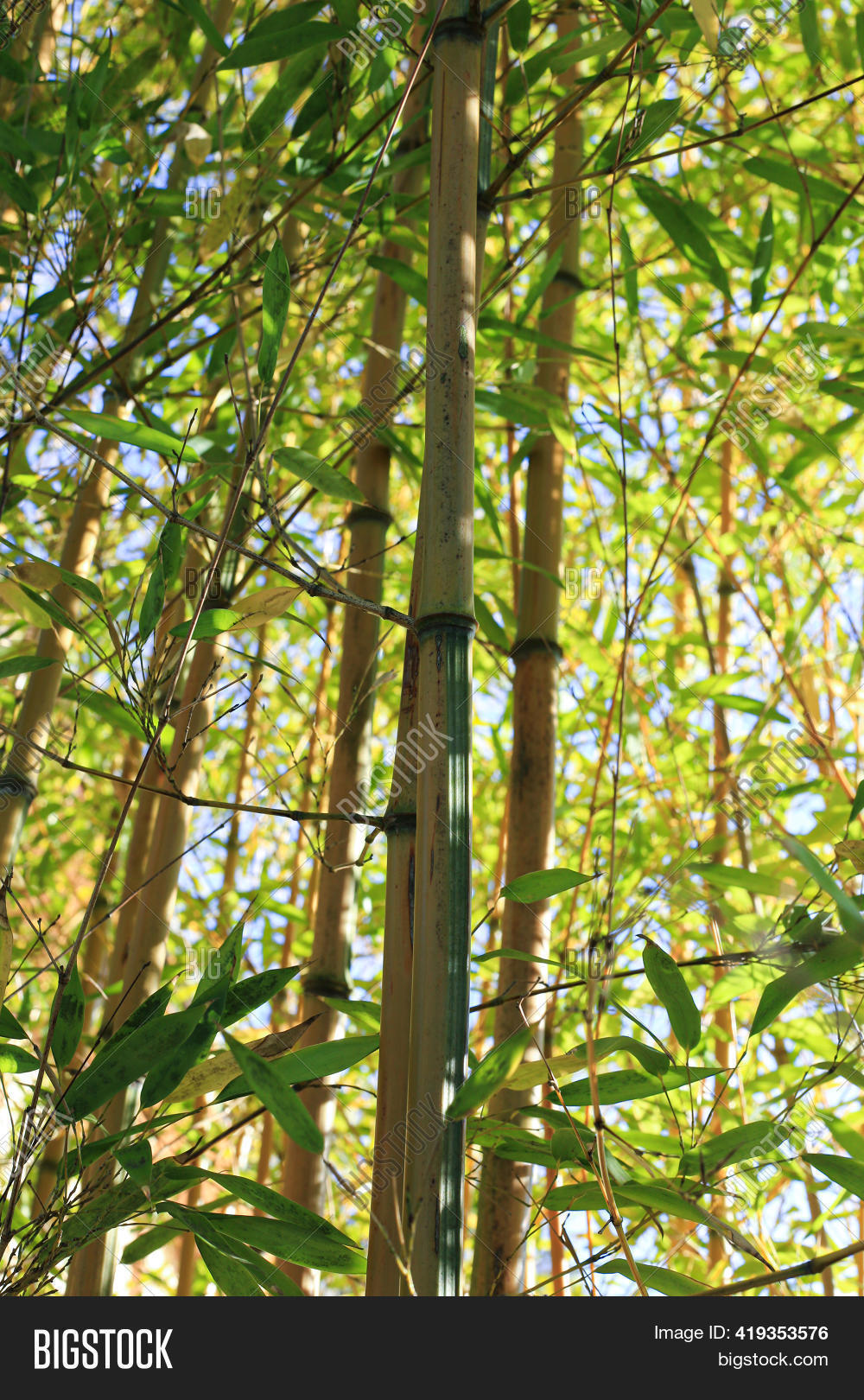 Bamboo Branch Bamboo Image & Photo (Free Trial) | Bigstock