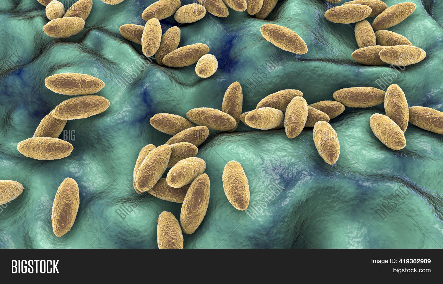Brucella Bacteria, 3d Image & Photo (Free Trial) | Bigstock