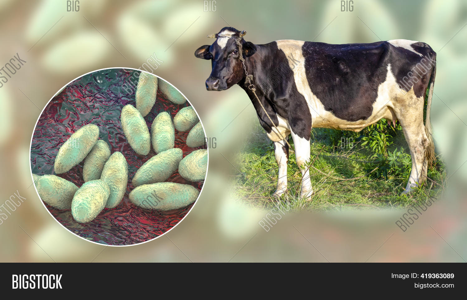 Brucellosis. 3d Image & Photo (Free Trial) | Bigstock