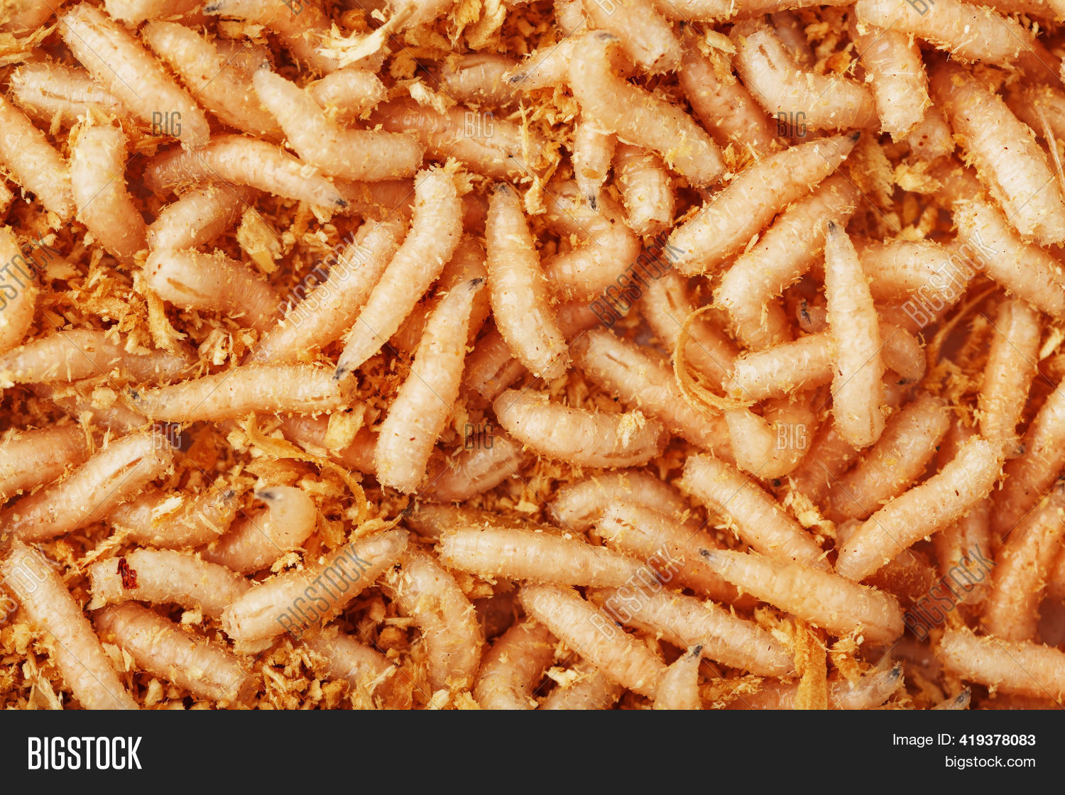 Fly Larvae Close- Bait Image & Photo (Free Trial) | Bigstock