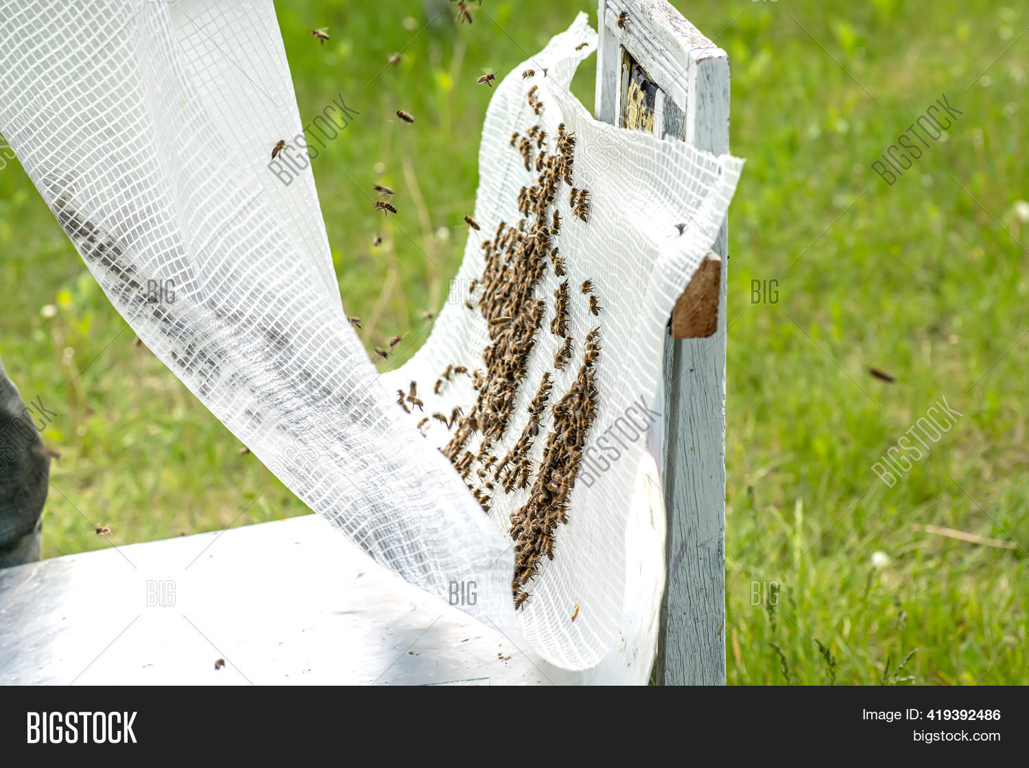 Beekeeper Shakes Bee Image & Photo (Free Trial) | Bigstock