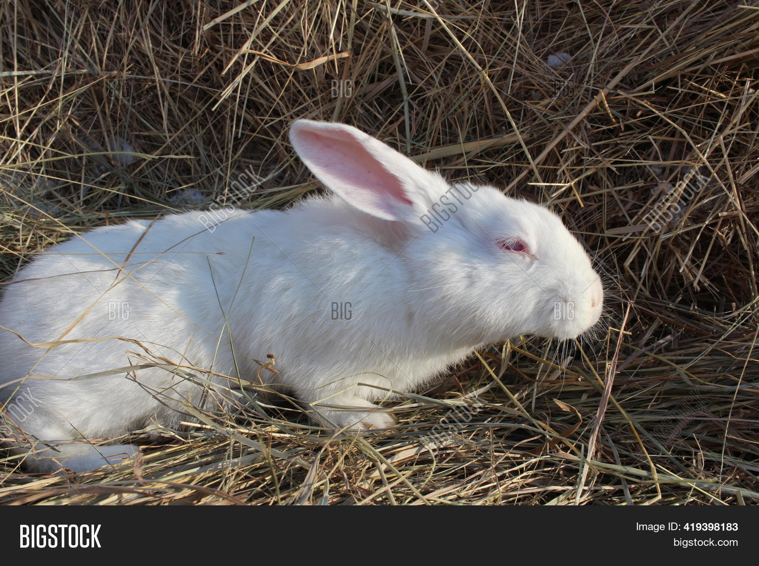 White Albino Rabbit Image & Photo (Free Trial) | Bigstock