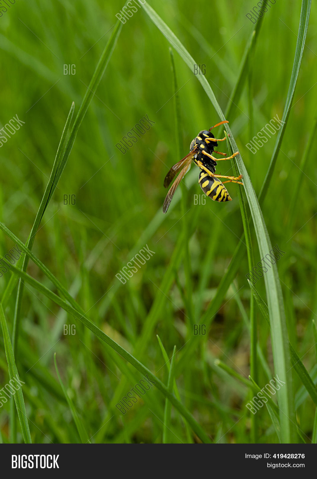 Wasp On Green Grass Image & Photo (Free Trial) | Bigstock