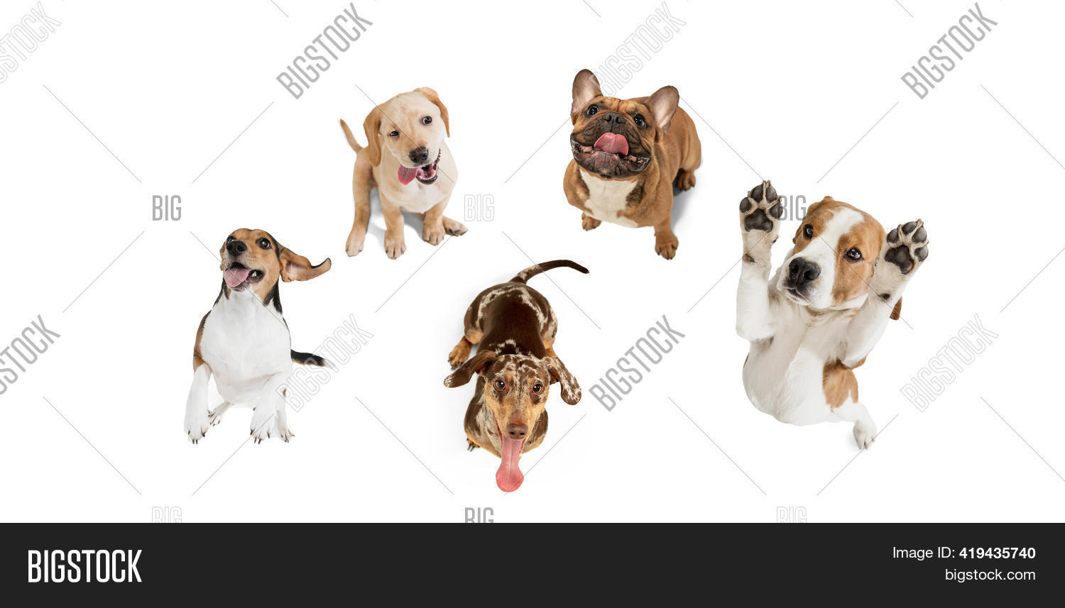 Art Collage Made Funny Image & Photo (Free Trial) | Bigstock