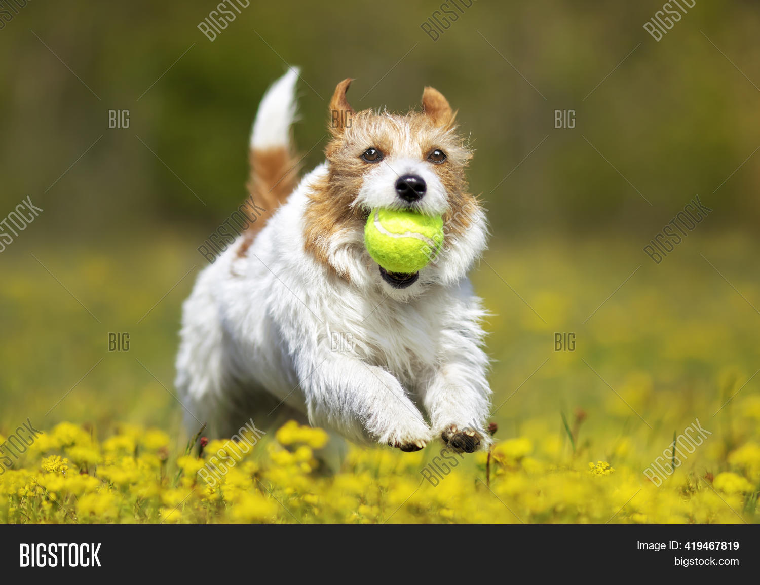 Playful Happy Cute Dog Image & Photo (Free Trial) | Bigstock