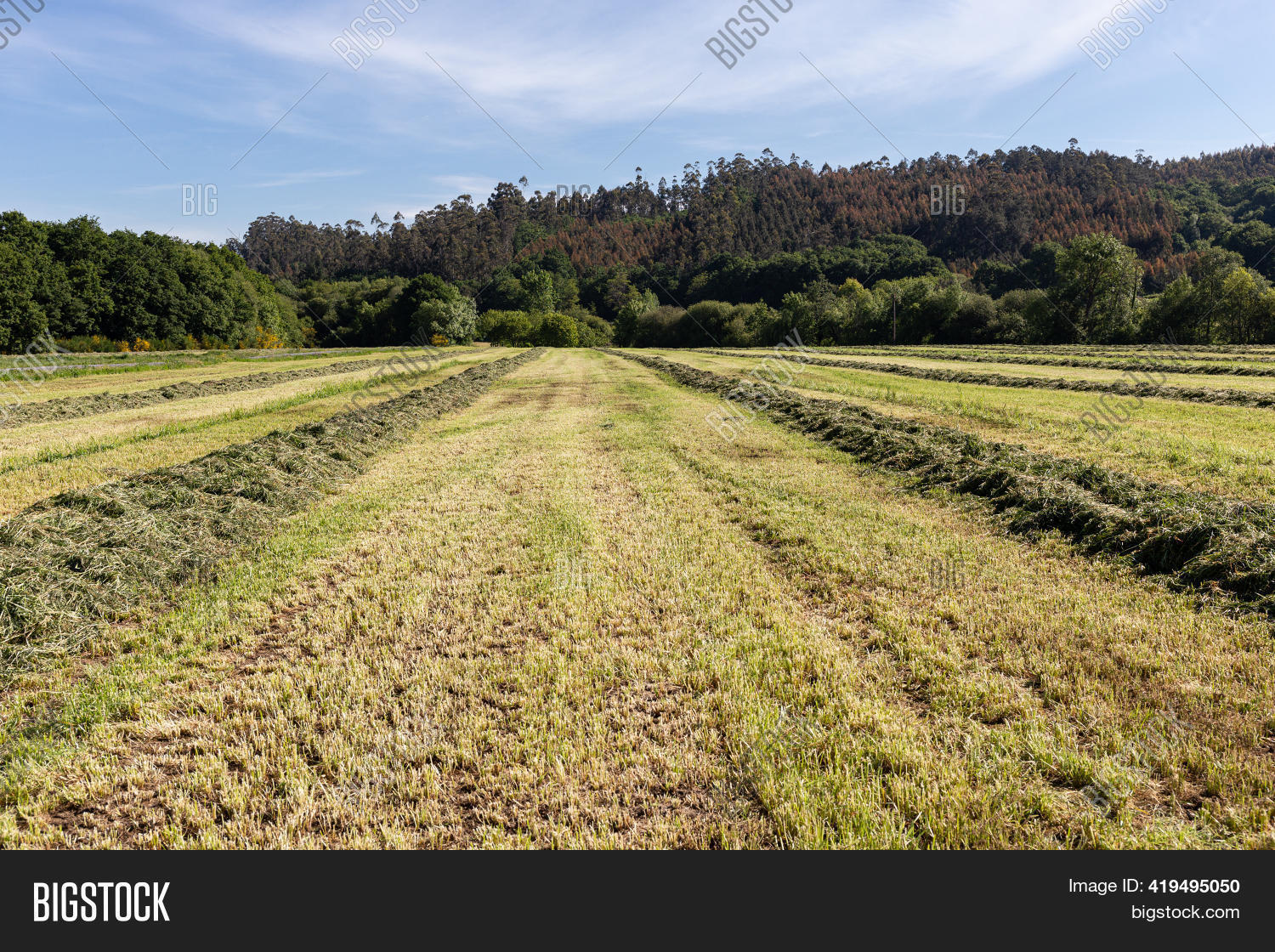 Curving Swaths Freshly Image & Photo (Free Trial) | Bigstock