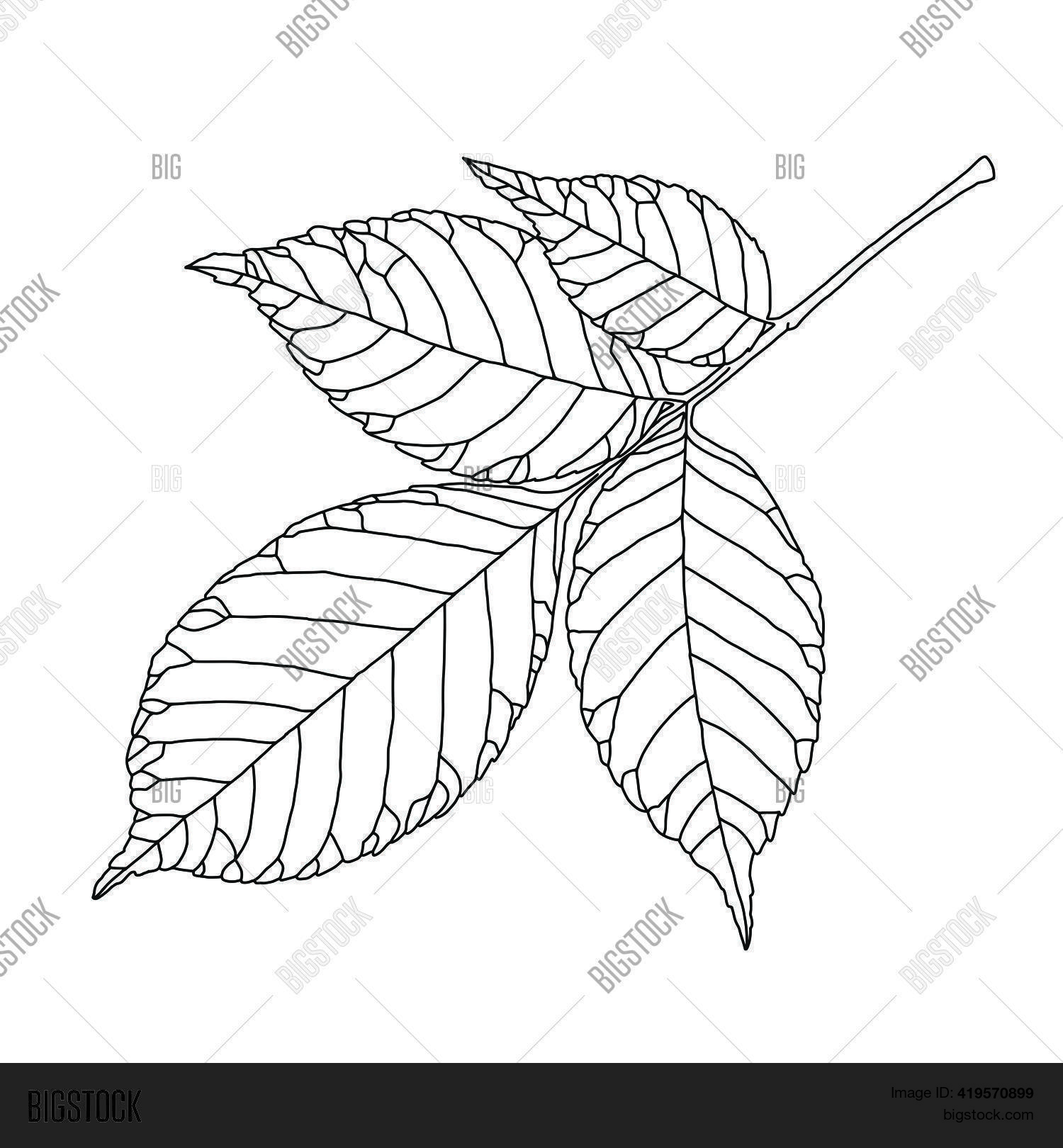 Ash Tree Leaf Line Vector & Photo (Free Trial) | Bigstock