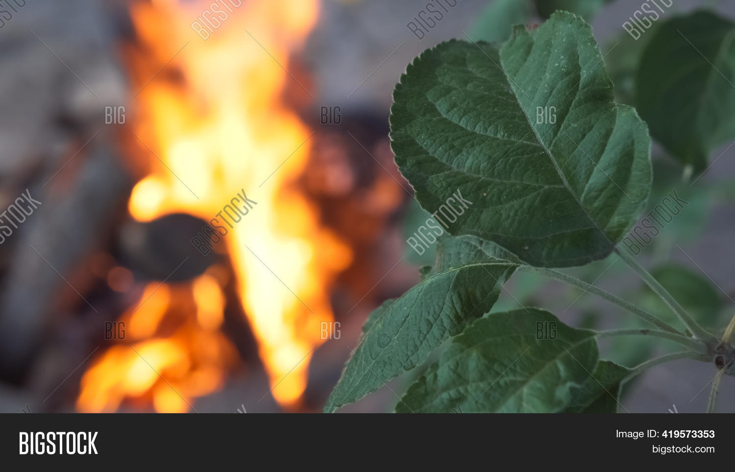 Bonfire Camping. Leaf Image & Photo (Free Trial) | Bigstock