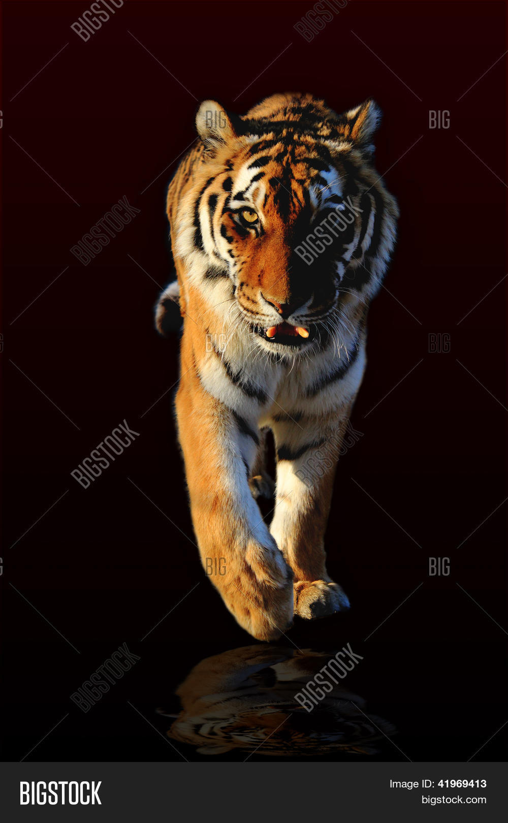 Tiger Walking Black Image & Photo (Free Trial) | Bigstock