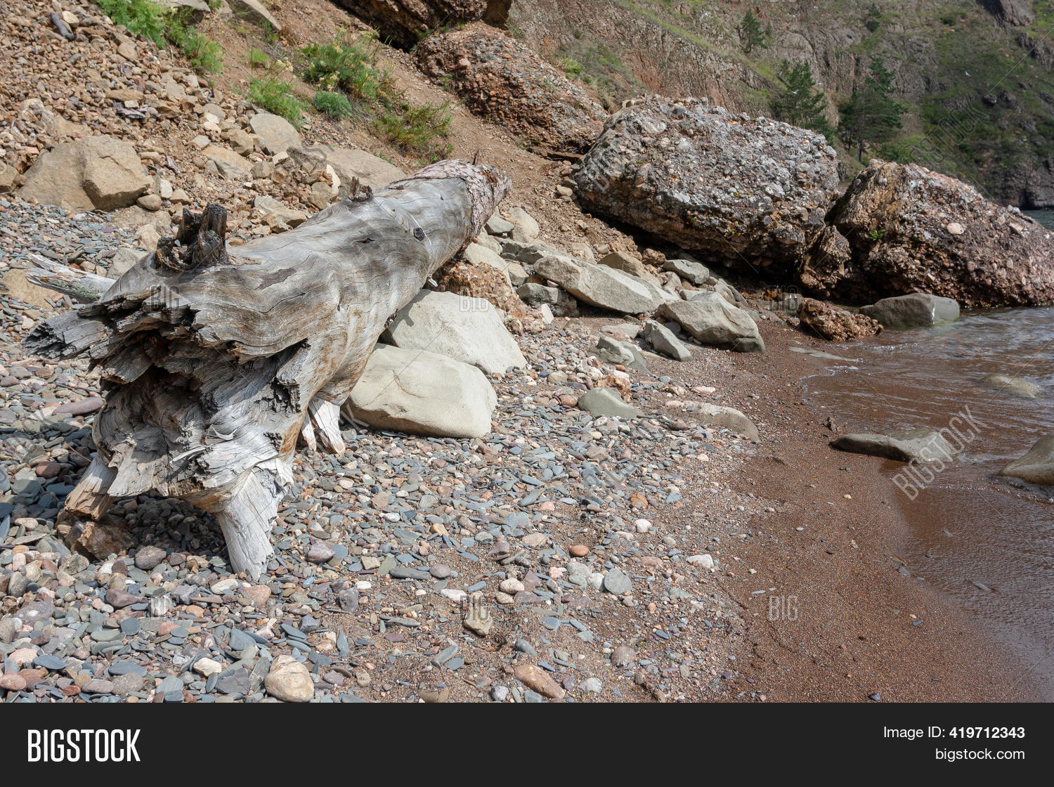 Large Dry Old Tree Image & Photo (Free Trial) | Bigstock