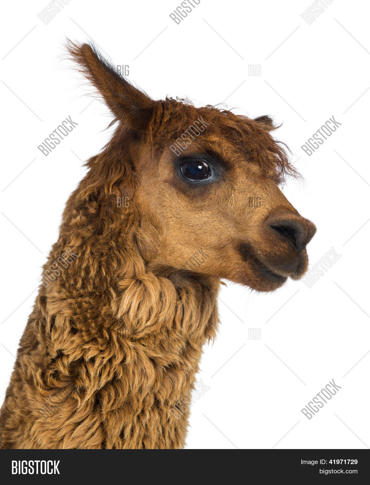 Close- Alpaca Against Image & Photo (Free Trial) | Bigstock