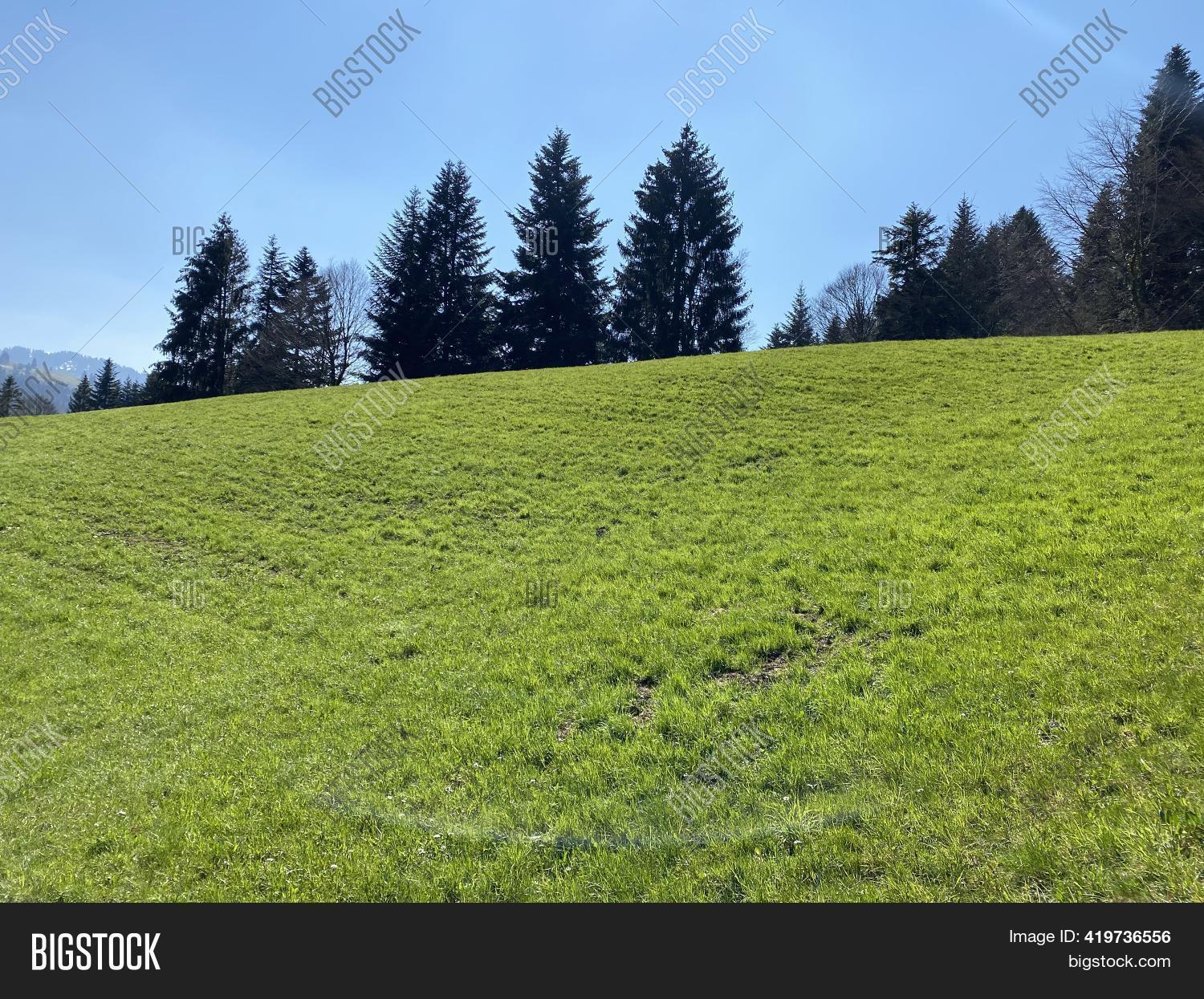 Subalpine Meadows Image & Photo (Free Trial) | Bigstock