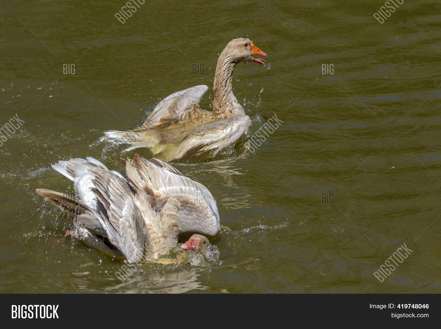 American Buff Goose Image & Photo (Free Trial) | Bigstock