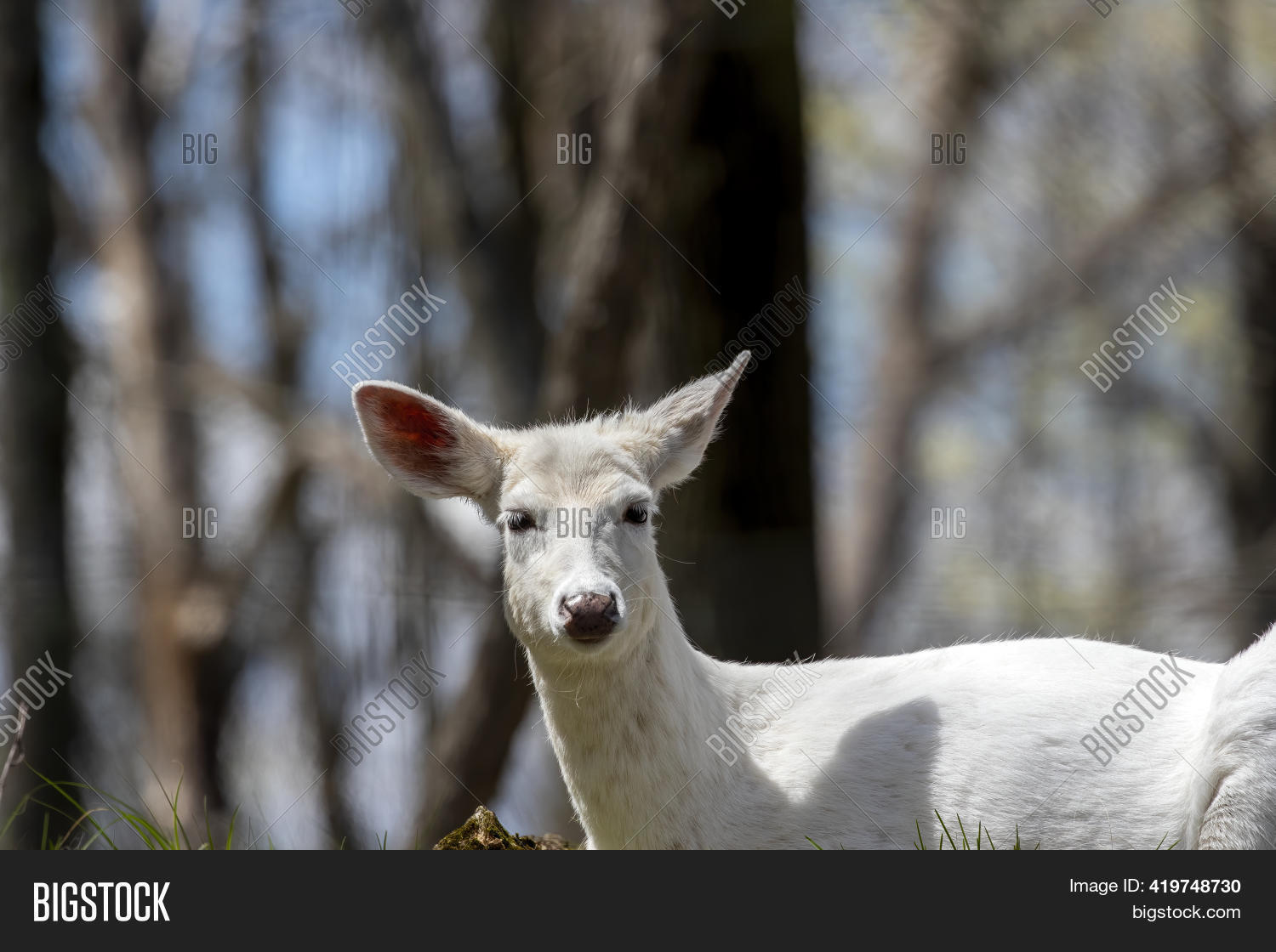 Rare White Color, Image & Photo (Free Trial) | Bigstock