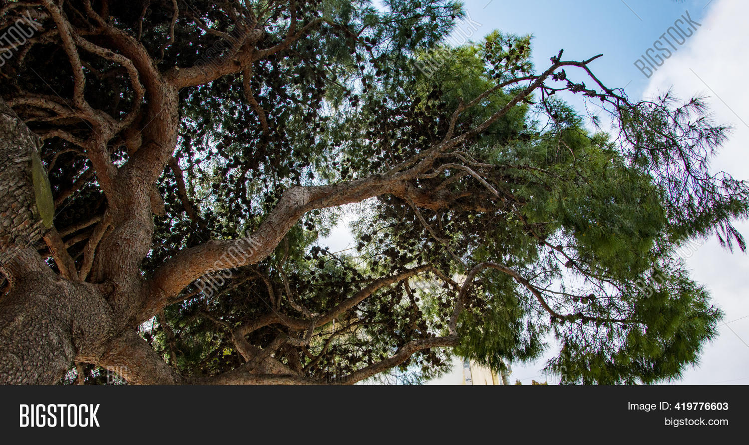 Tall Deciduous Tree Image & Photo (Free Trial) | Bigstock