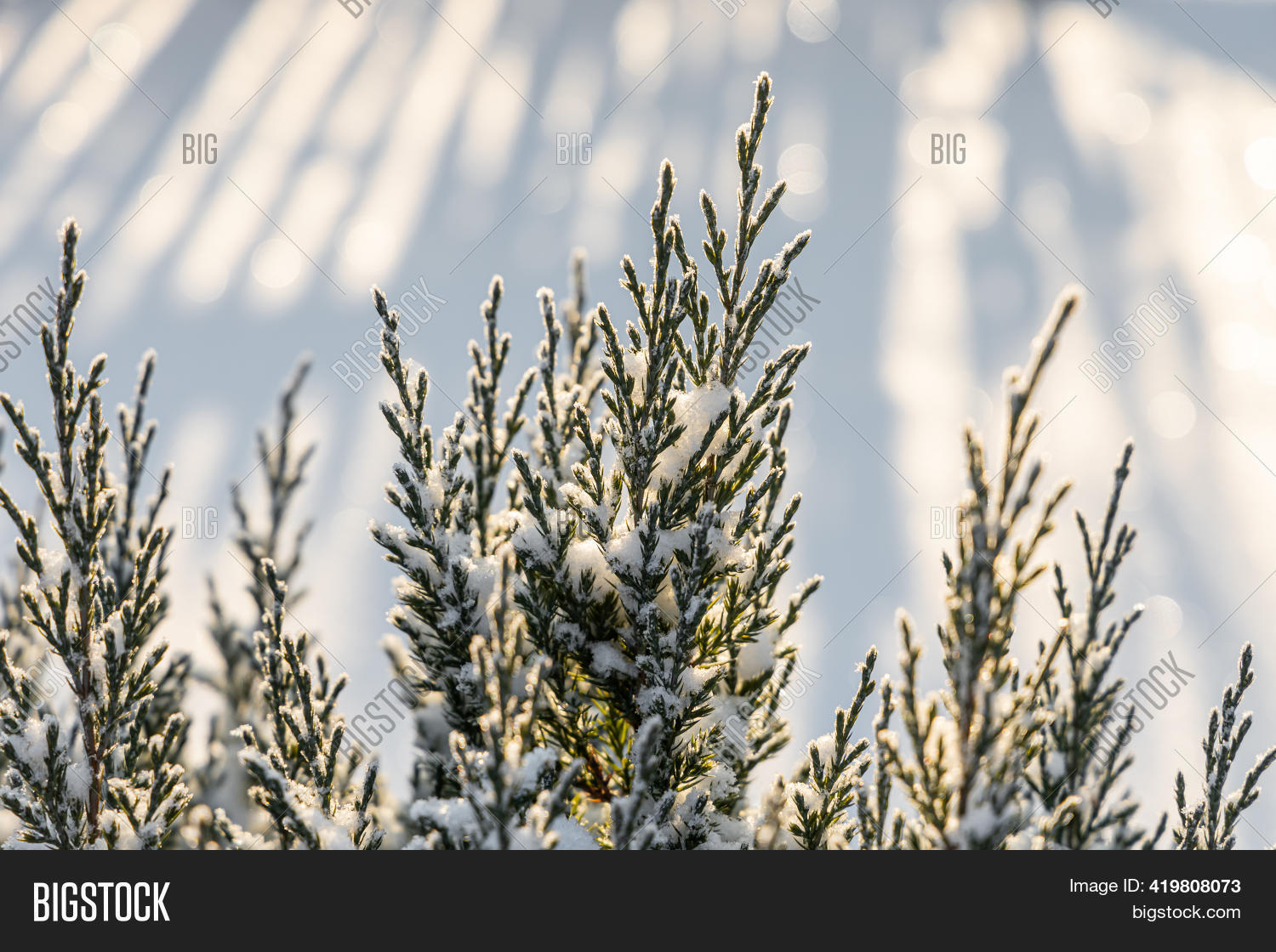 Green Juniper Branches Image & Photo (Free Trial) | Bigstock