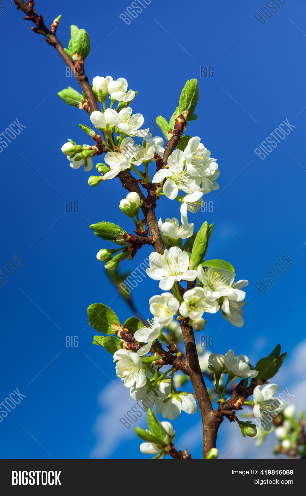 Blossoming Orchard Image & Photo (Free Trial) | Bigstock