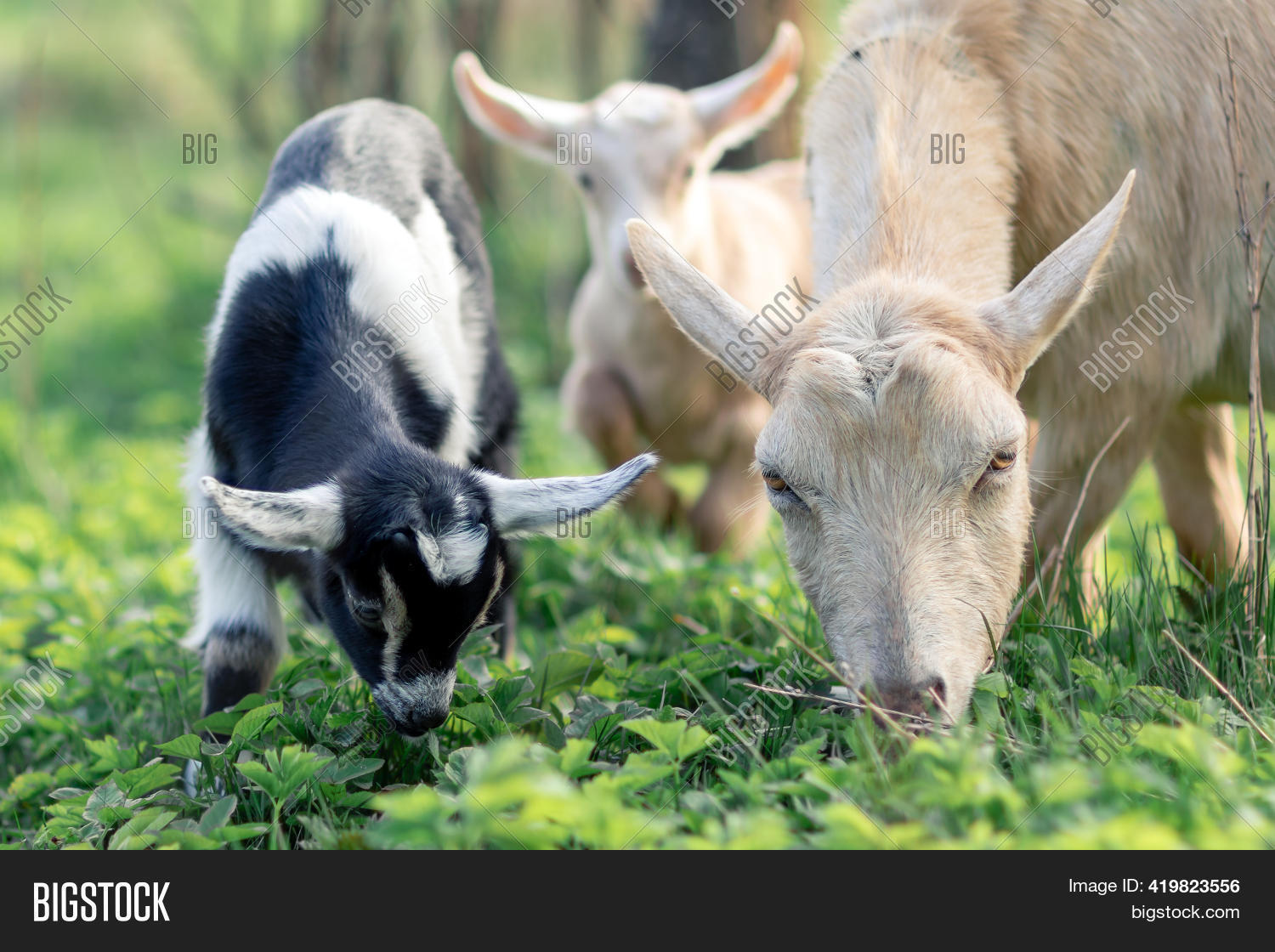 Black White Goatlings Image & Photo (Free Trial) | Bigstock