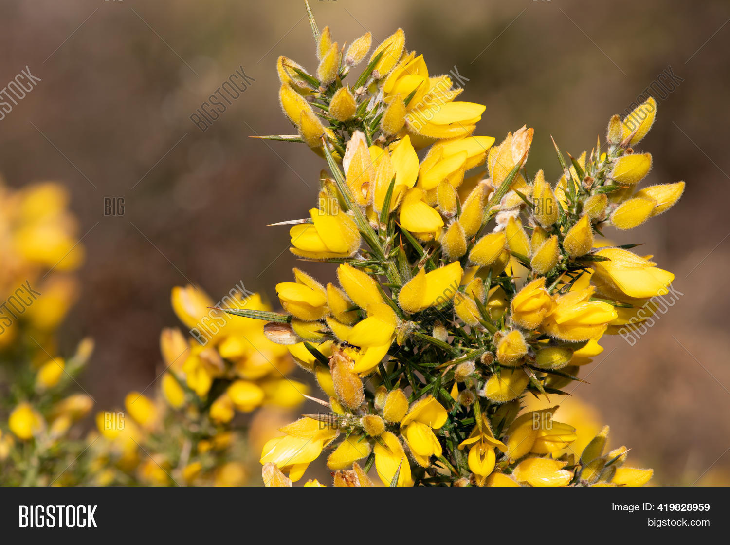Close Common Gorse ( Image & Photo (Free Trial) | Bigstock