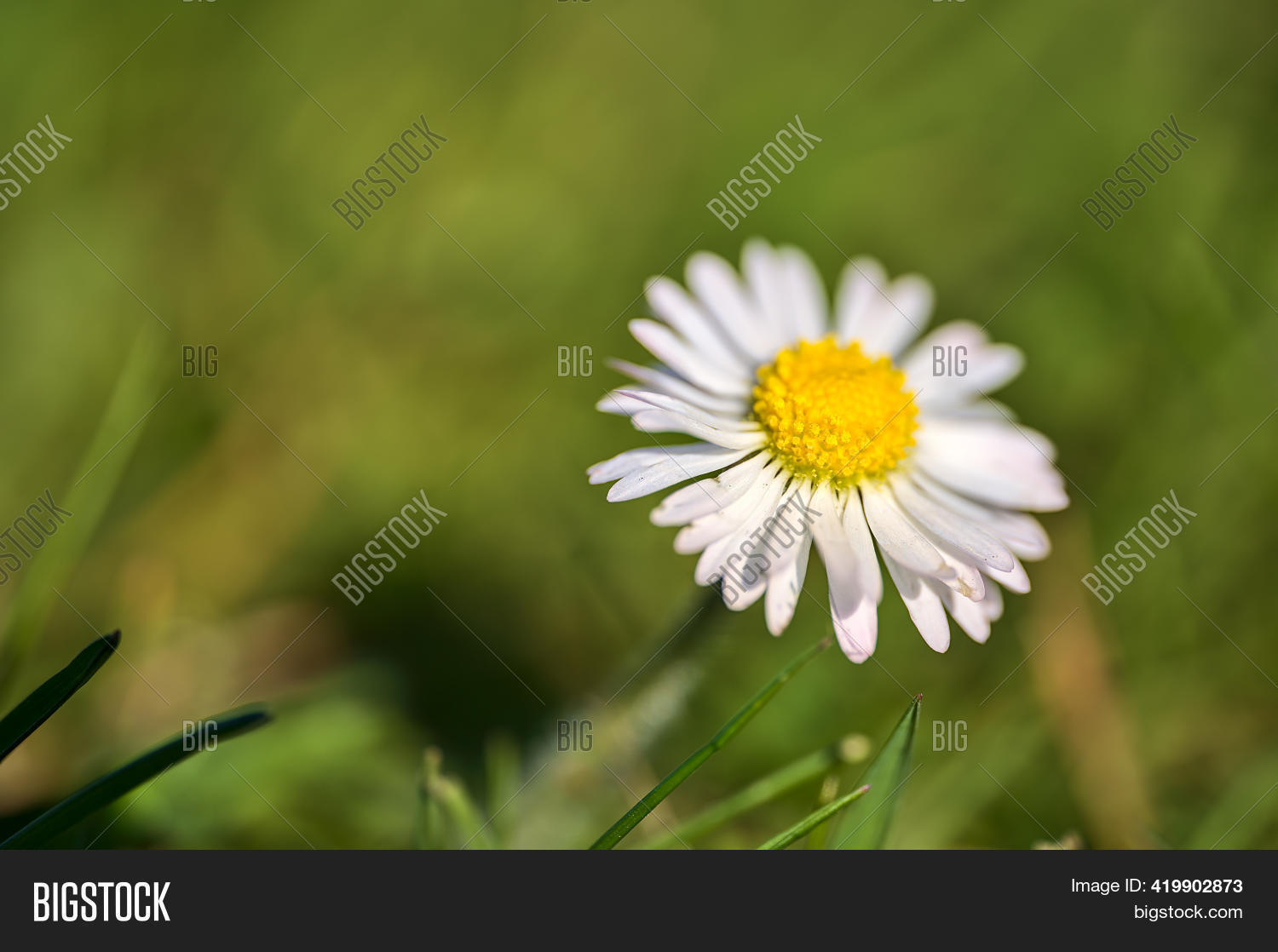 Beautiful Profile Image & Photo (Free Trial) | Bigstock