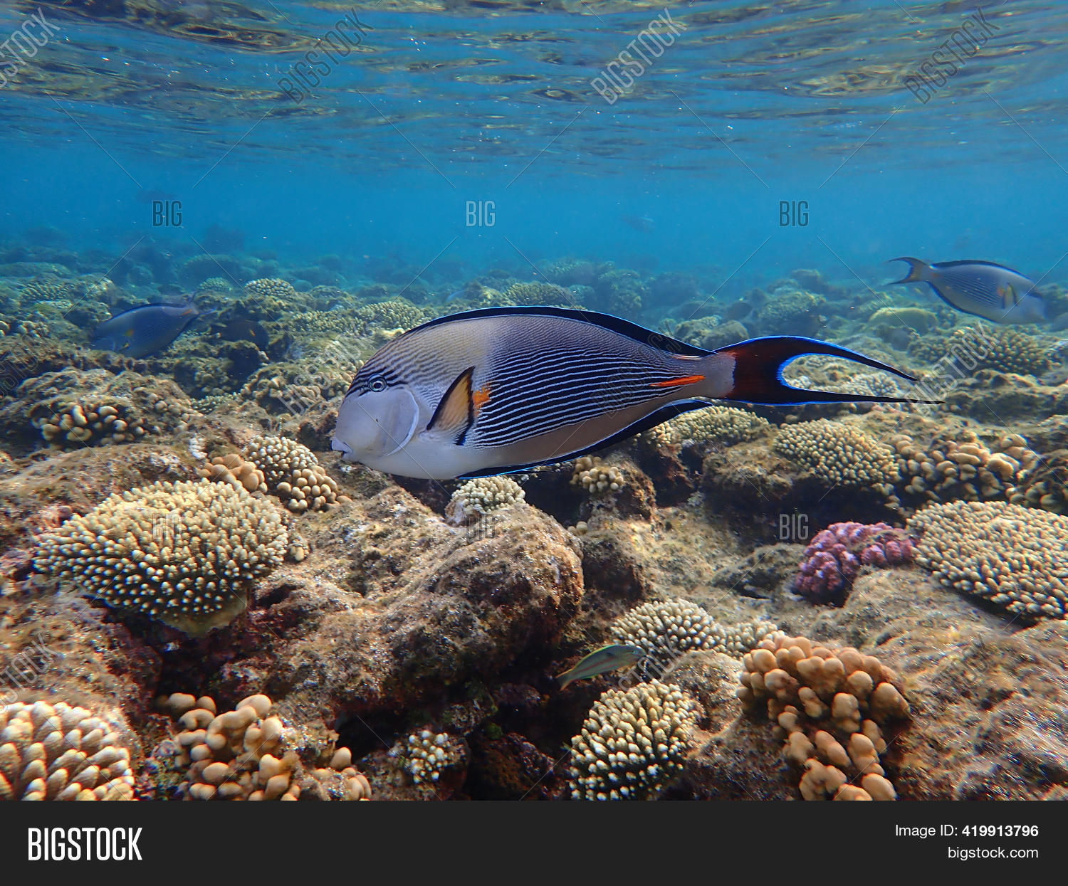Sohal Surgeonfish Image & Photo (Free Trial) | Bigstock