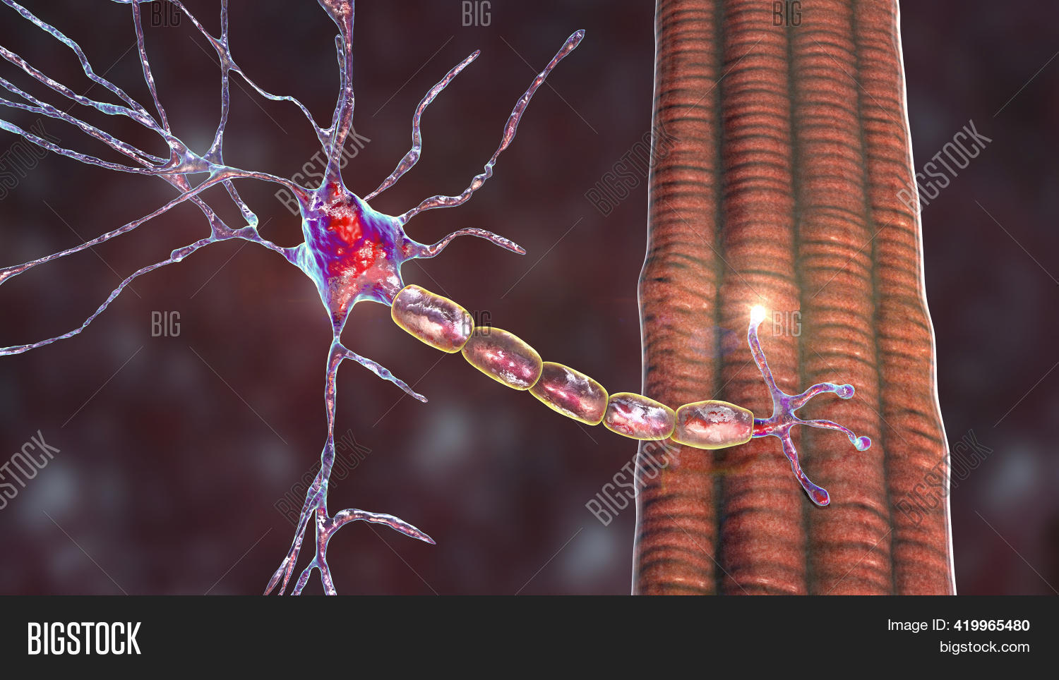 Neurons 3d Hd
