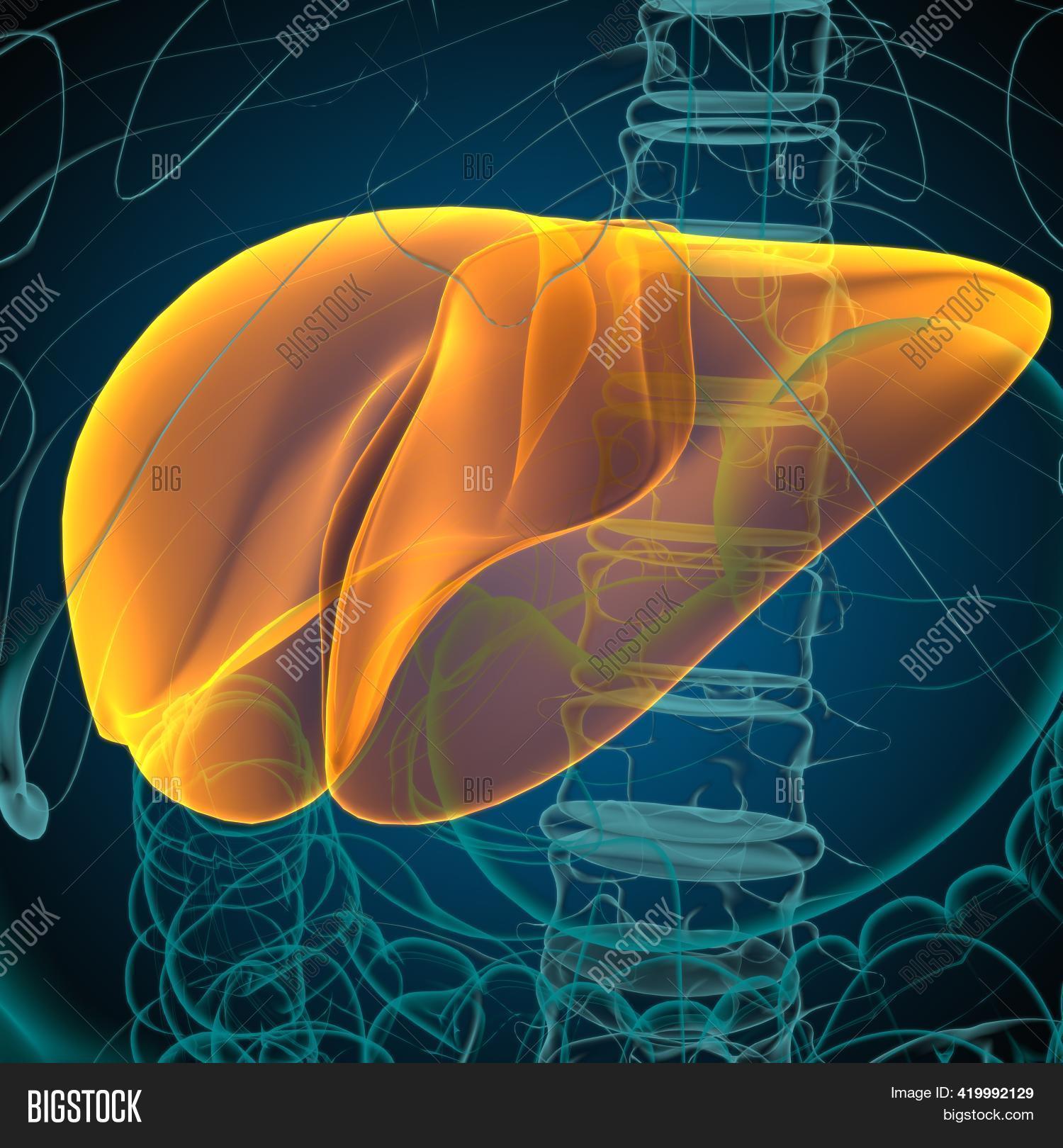 Liver 3D Illustration Image & Photo (Free Trial) | Bigstock