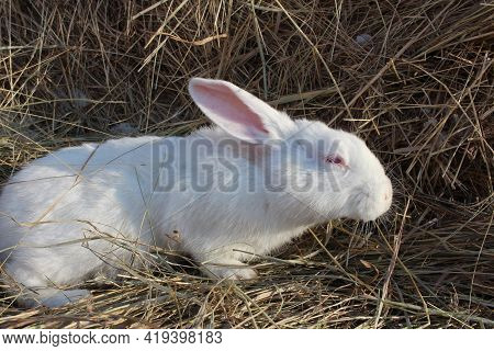 White Albino Rabbit Image & Photo (Free Trial) | Bigstock