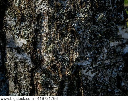 Seamless Texture Tree Image & Photo (Free Trial) | Bigstock