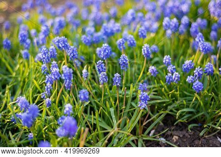 Wild Blue Spring Image & Photo (Free Trial) | Bigstock