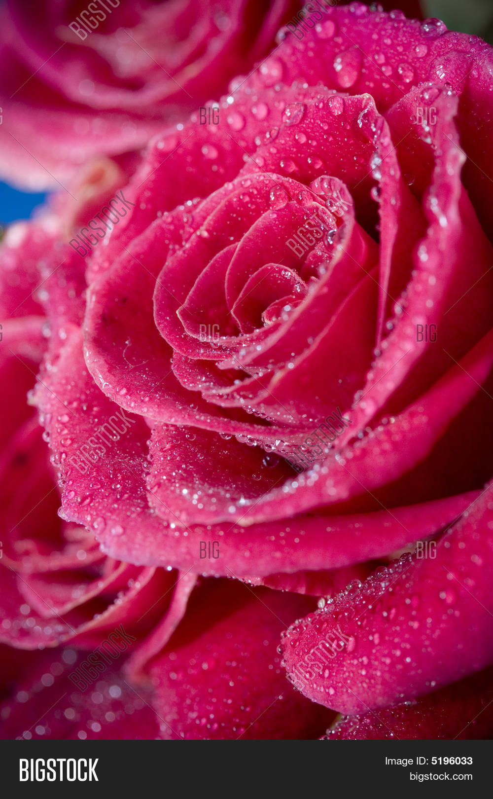 Beautiful Roses Water Image & Photo (Free Trial) | Bigstock